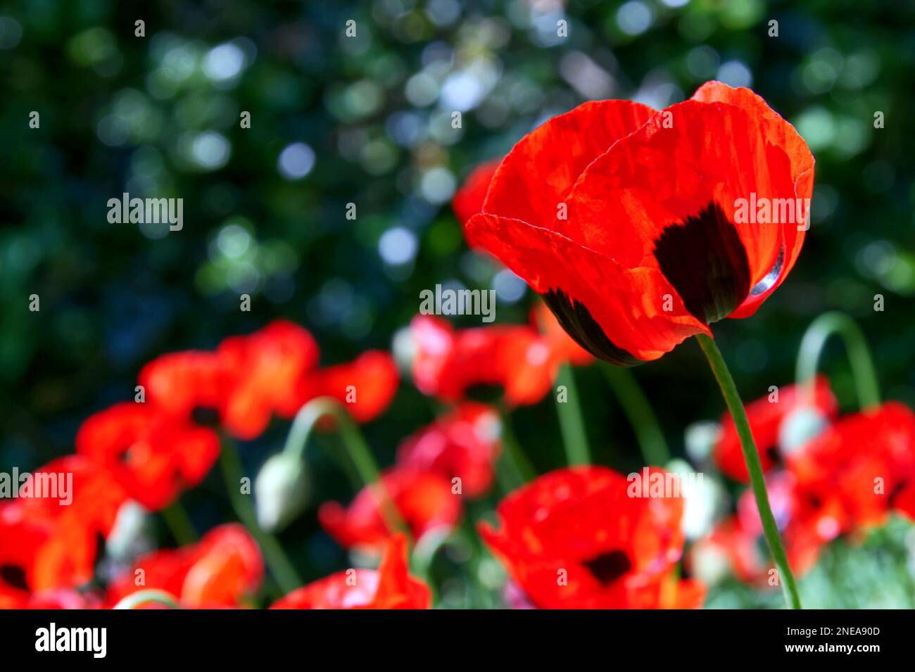 Red single poppies growing in a garden Stock Photo - Alamy