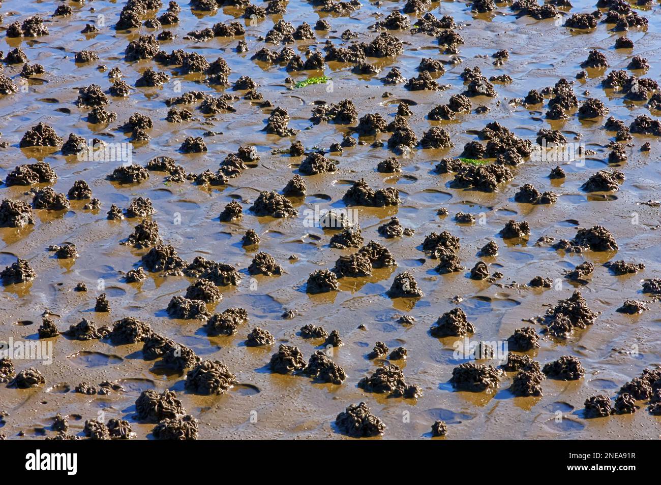 Lugworm (Arenicola marina) casts on damp sand on a beach in the west of ...