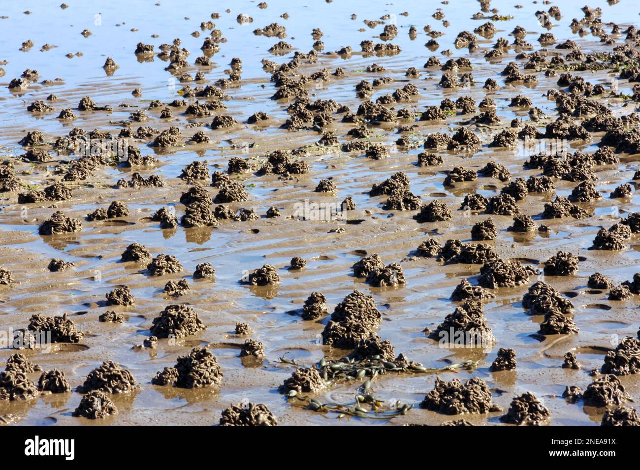 Lugworm (Arenicola marina) casts on damp sand on a beach in the west of ...