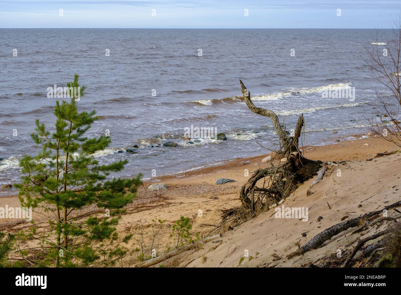 The sandy shore of the Baltic Sea in spring. with highly variable ...