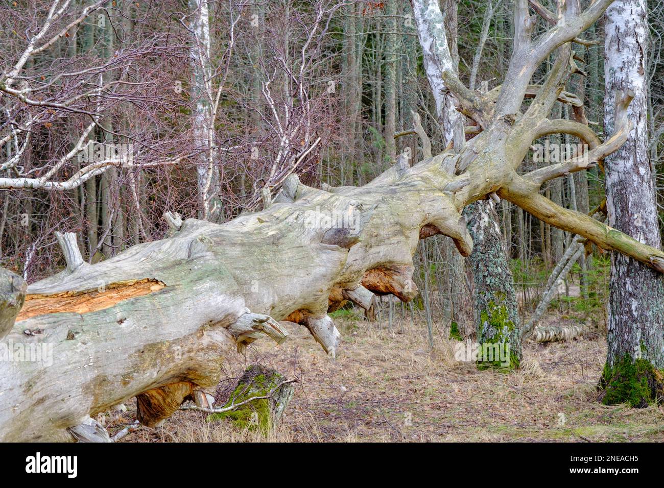 A big old tree withered and fallen in the forest. A very large old pine ...