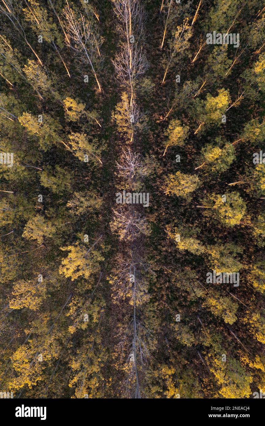 Aerial photographic documentation of a poplar wood for paper Stock ...