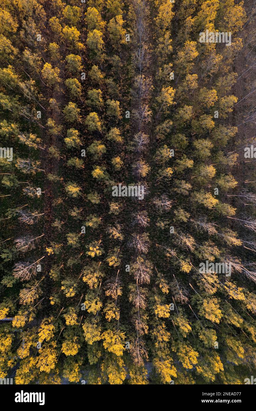 Aerial photographic documentation of a poplar wood for paper Stock ...