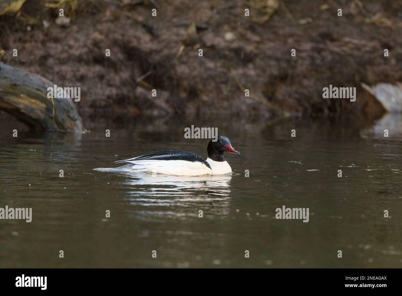 A male merganser duck in the winter on a river Stock Photo - Alamy