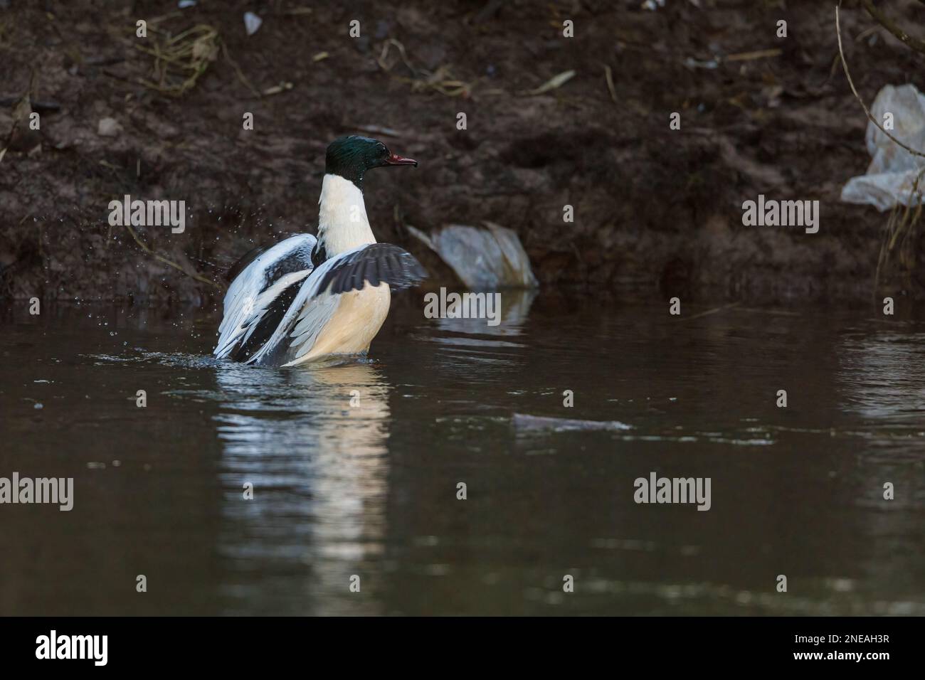 Male and female common mergansers hi-res stock photography and images ...
