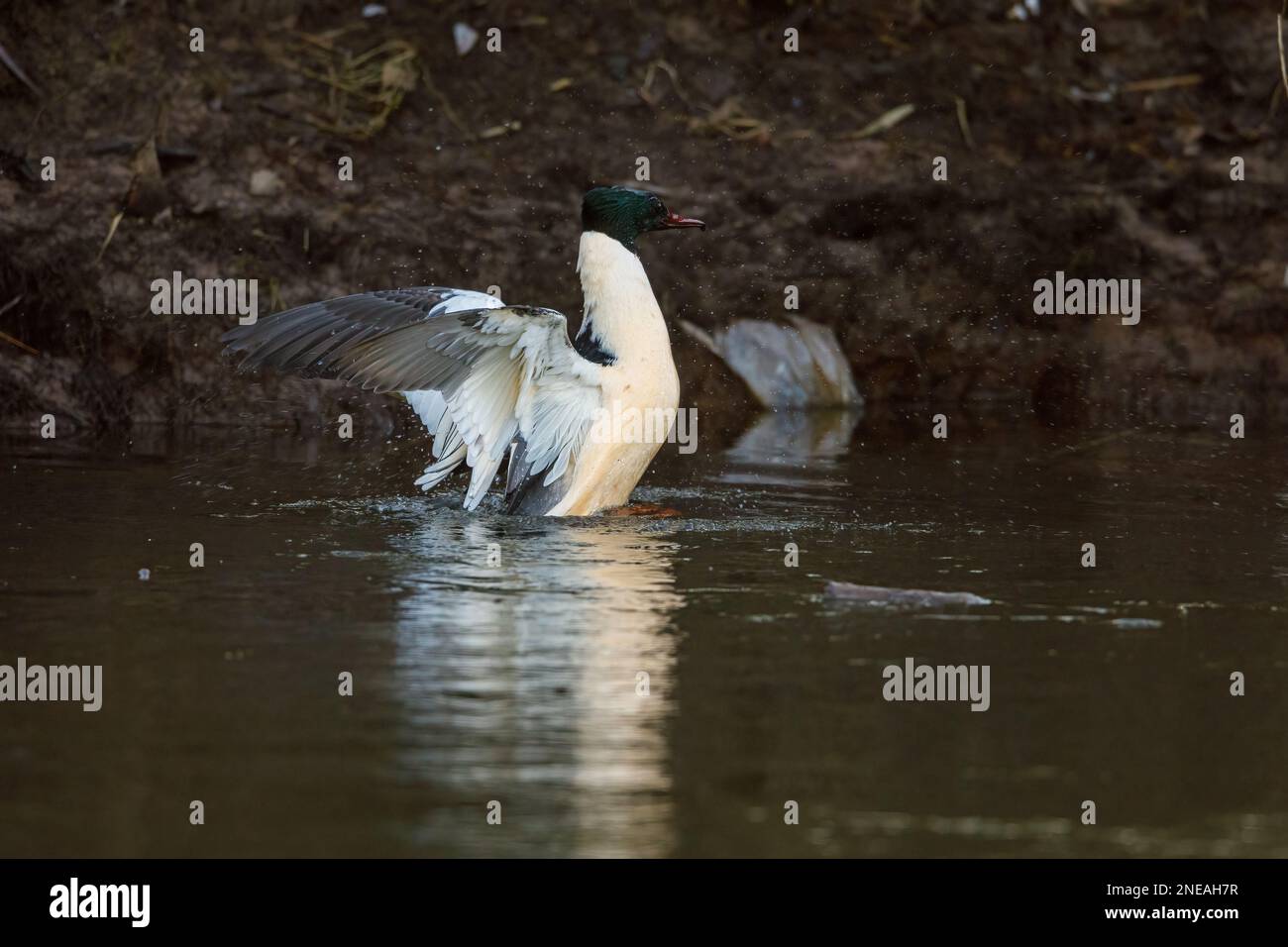 Male and female common mergansers hi-res stock photography and images ...