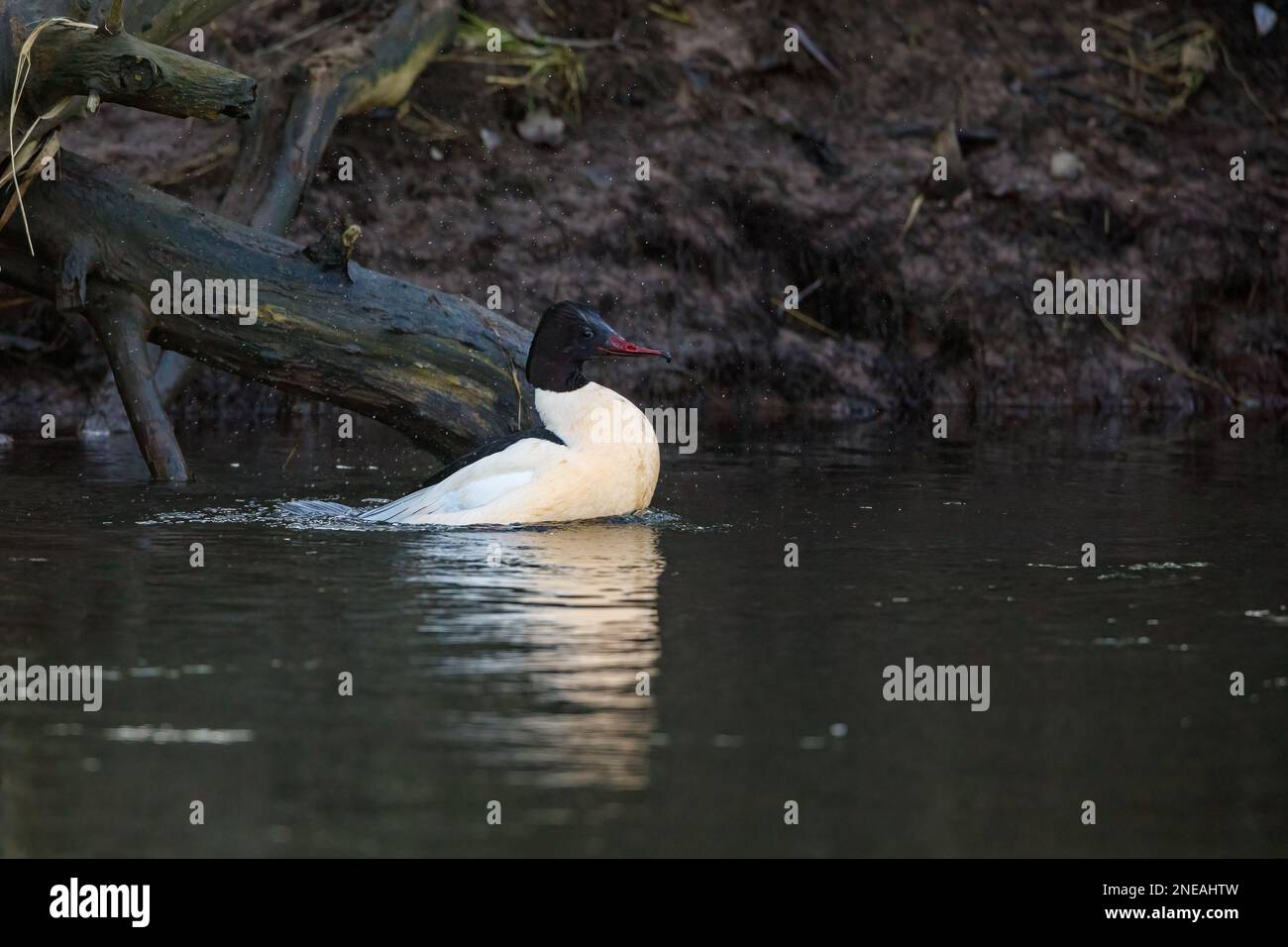 Male and female common mergansers hi-res stock photography and images ...
