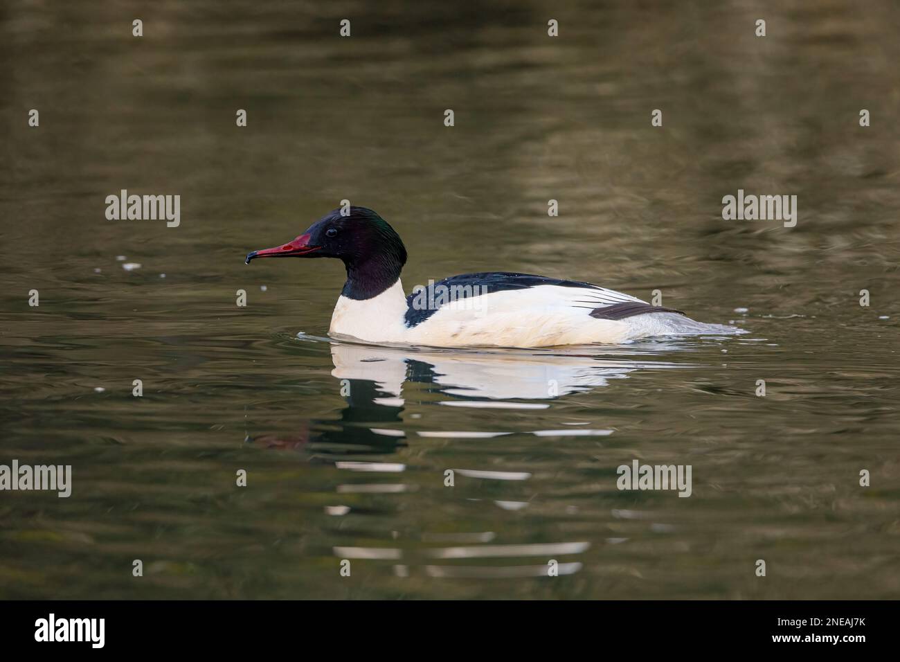 Male and female common mergansers hi-res stock photography and images ...