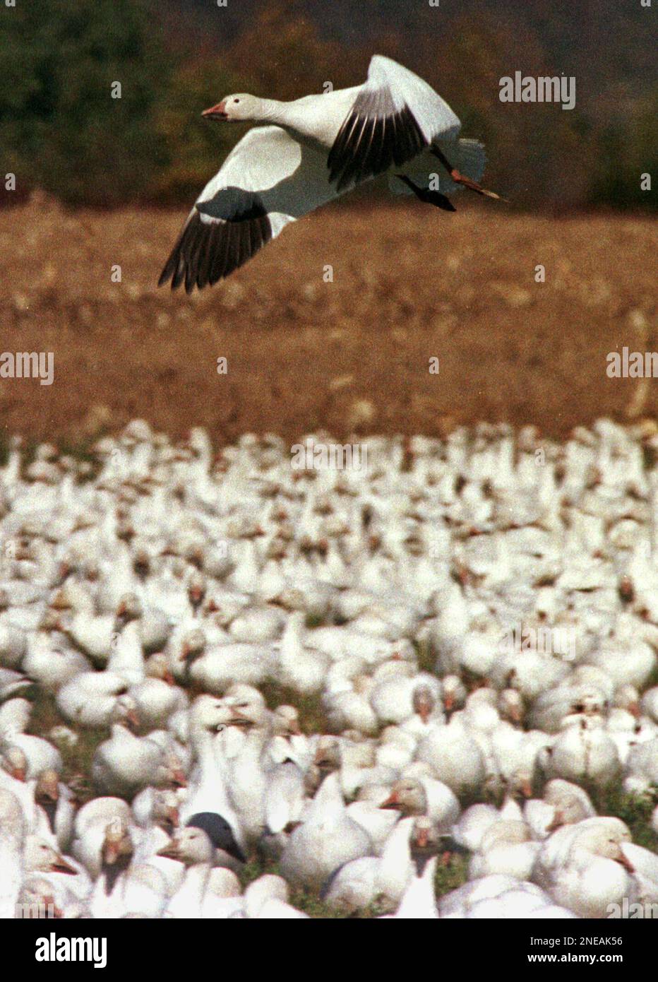 FILE - In this Oct. 12, 1999 , file photo, a lone snow goose prepares ...