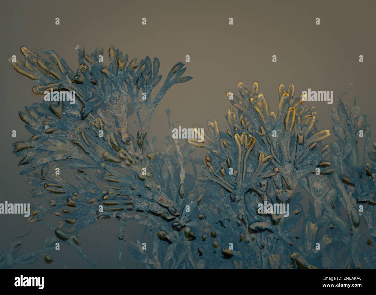 Sea kelp, sea weed in water. Textures and shapes. Found in Walberswick ...