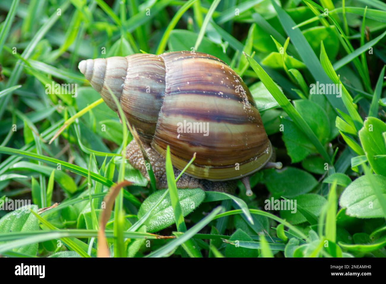Snail Lung Disease at Valeria Sturm blog