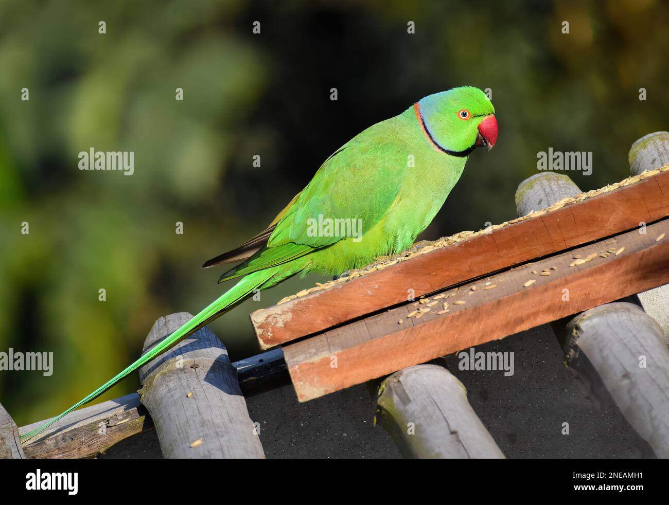 A Beautiful Bird Captivating Rose-Ringed Parakeet in Full Plumage ...