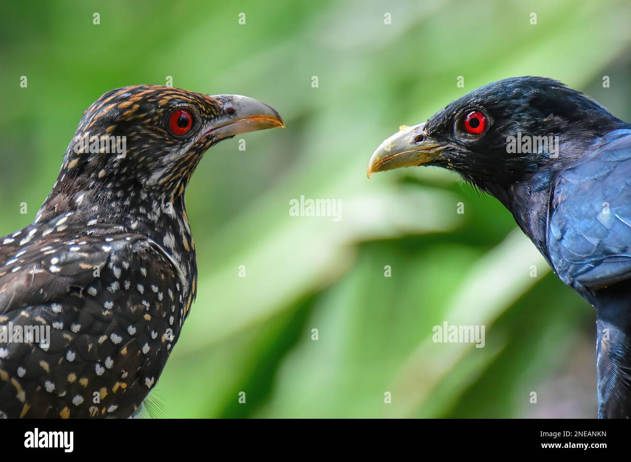 Female and Male Asian Koel or Cuckoo. The Brown and Spotted Indian ...