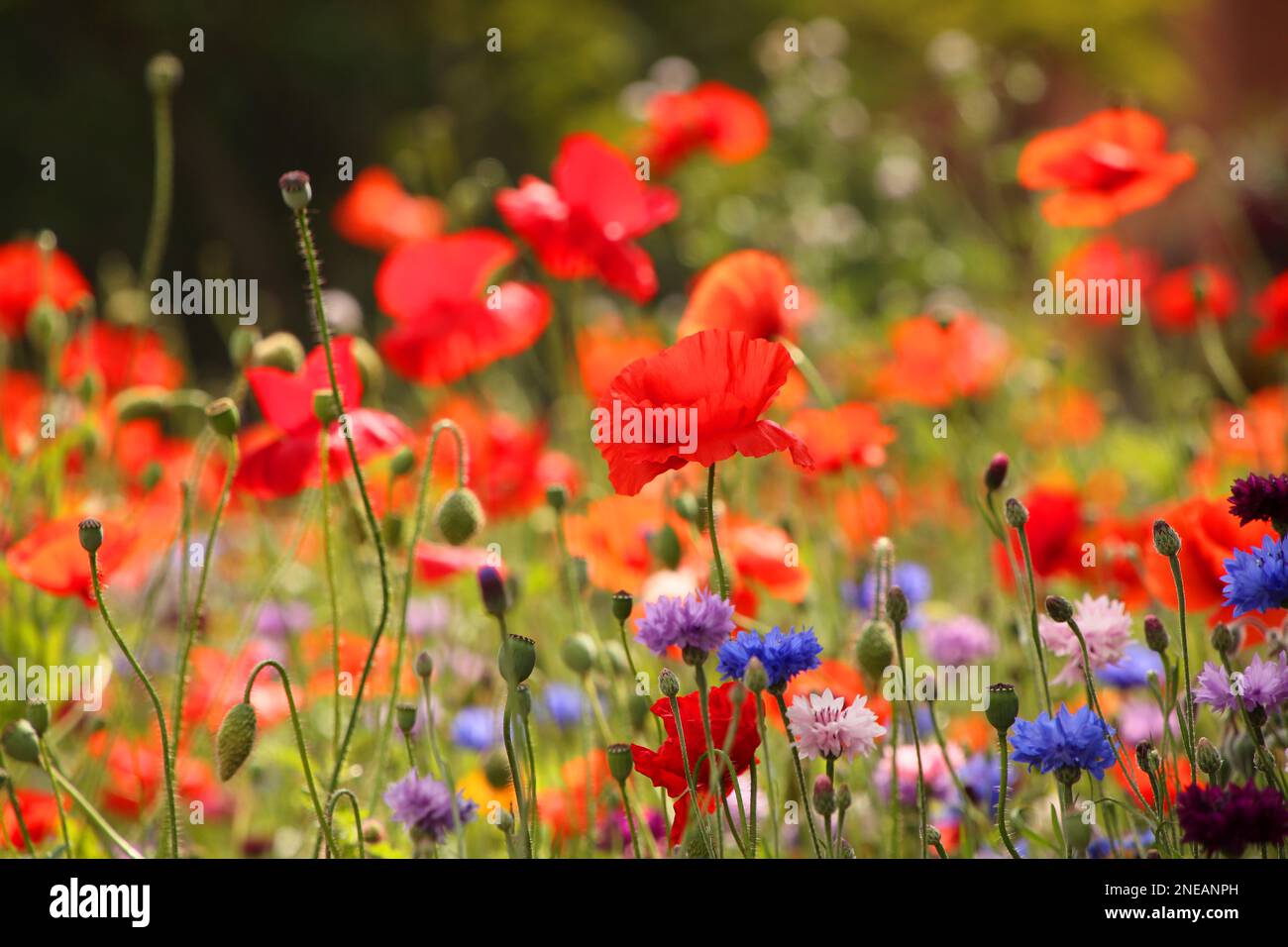 Red beautiful wild poppies hi-res stock photography and images - Alamy