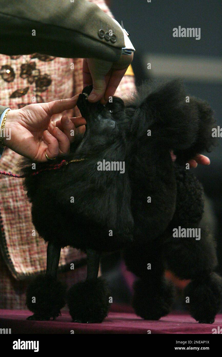 A toy poodle is inspected by a judge during the 134th Westminster ...