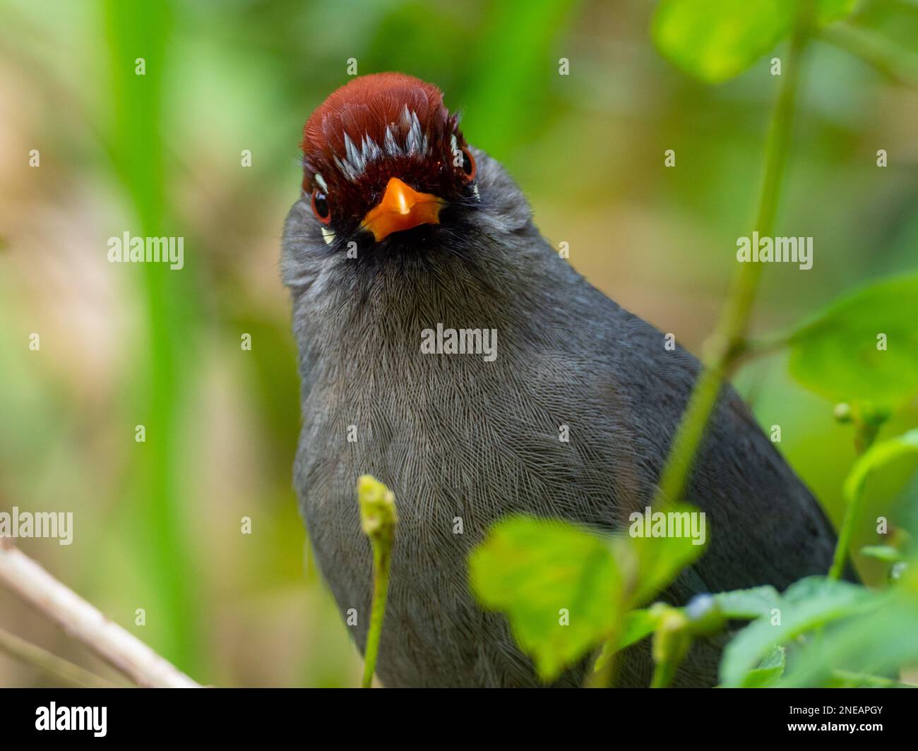 Chestnut-capped Laughingthrush, Pterorhinus mitratus, a beautiful bird ...