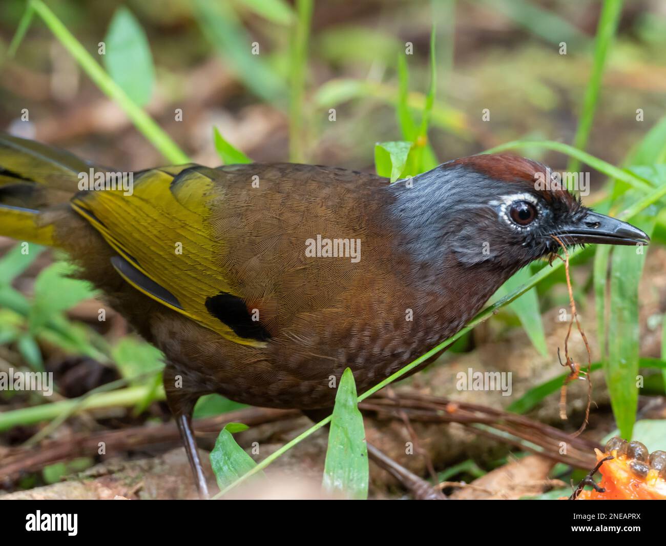 Malayan Laughingthrush, Trochalopteron peninsulae, at Fraser's Hill ...