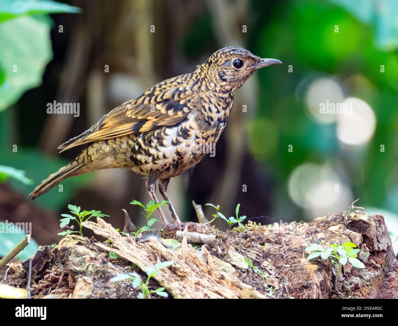 Member of the thrush family hi-res stock photography and images - Alamy