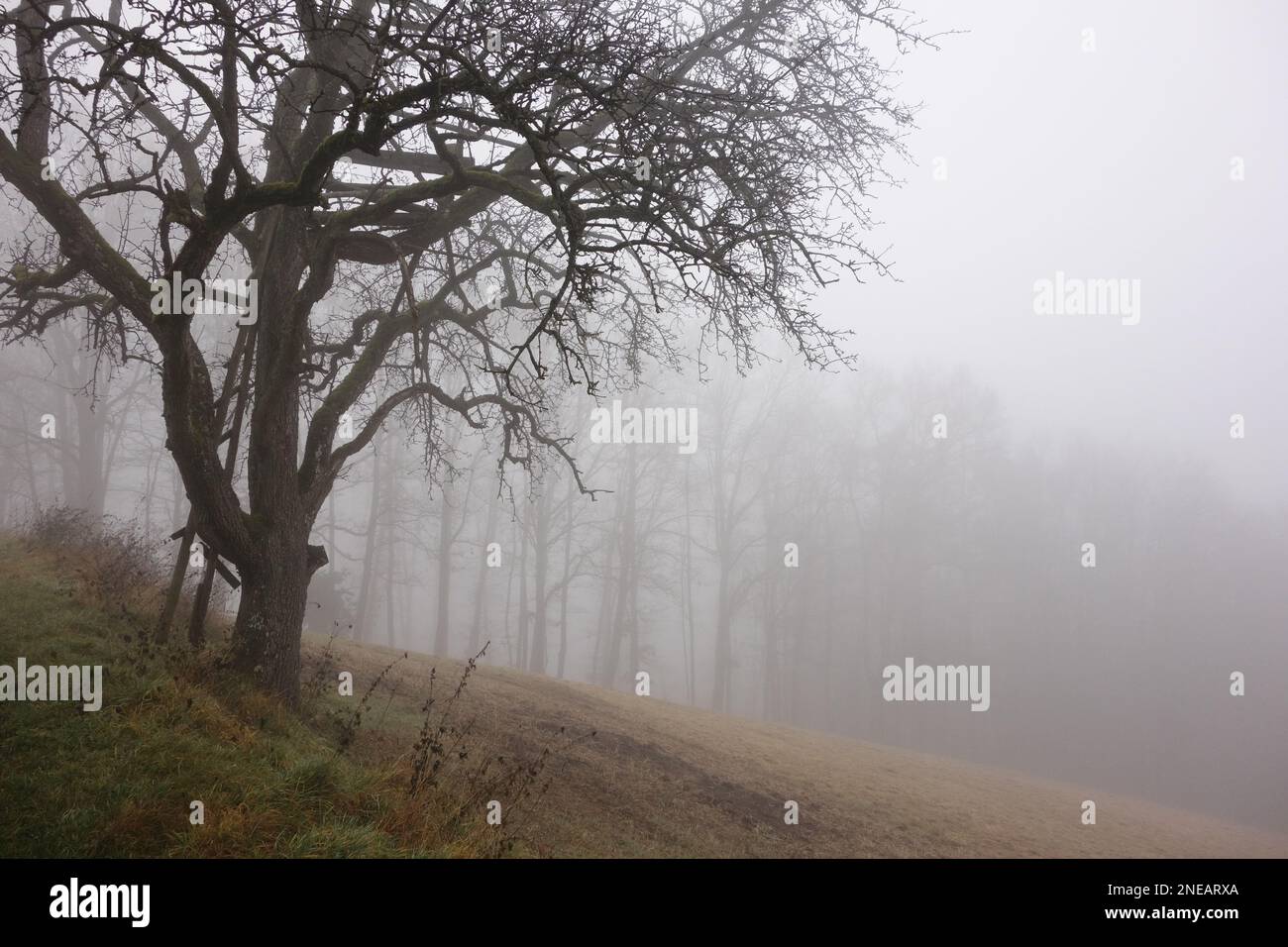Lone tree with a broken ladder in a desolate landscape in foggy weather ...