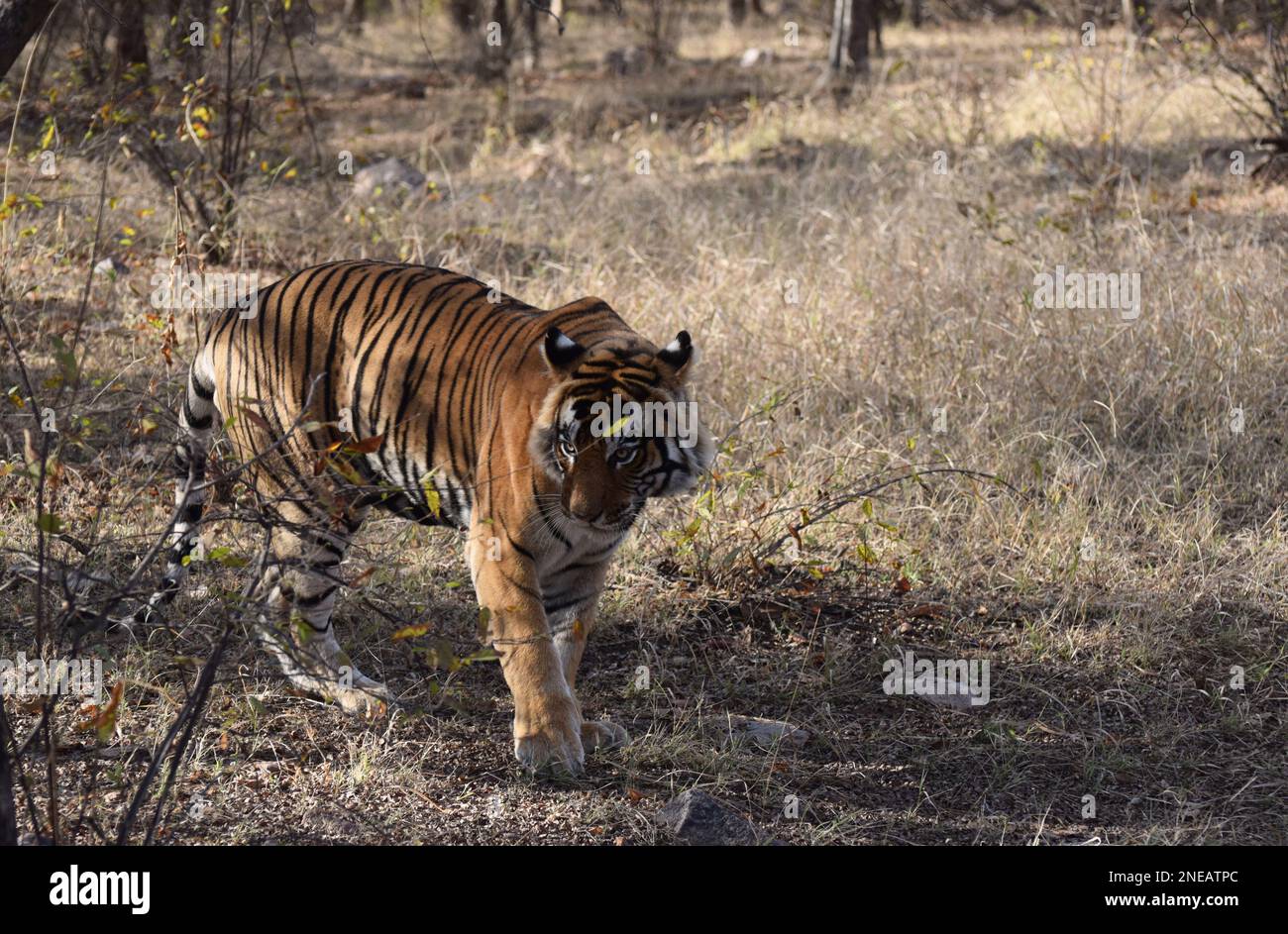 A male wild Royal Bengal Tiger walking through trees in the jungle of ...