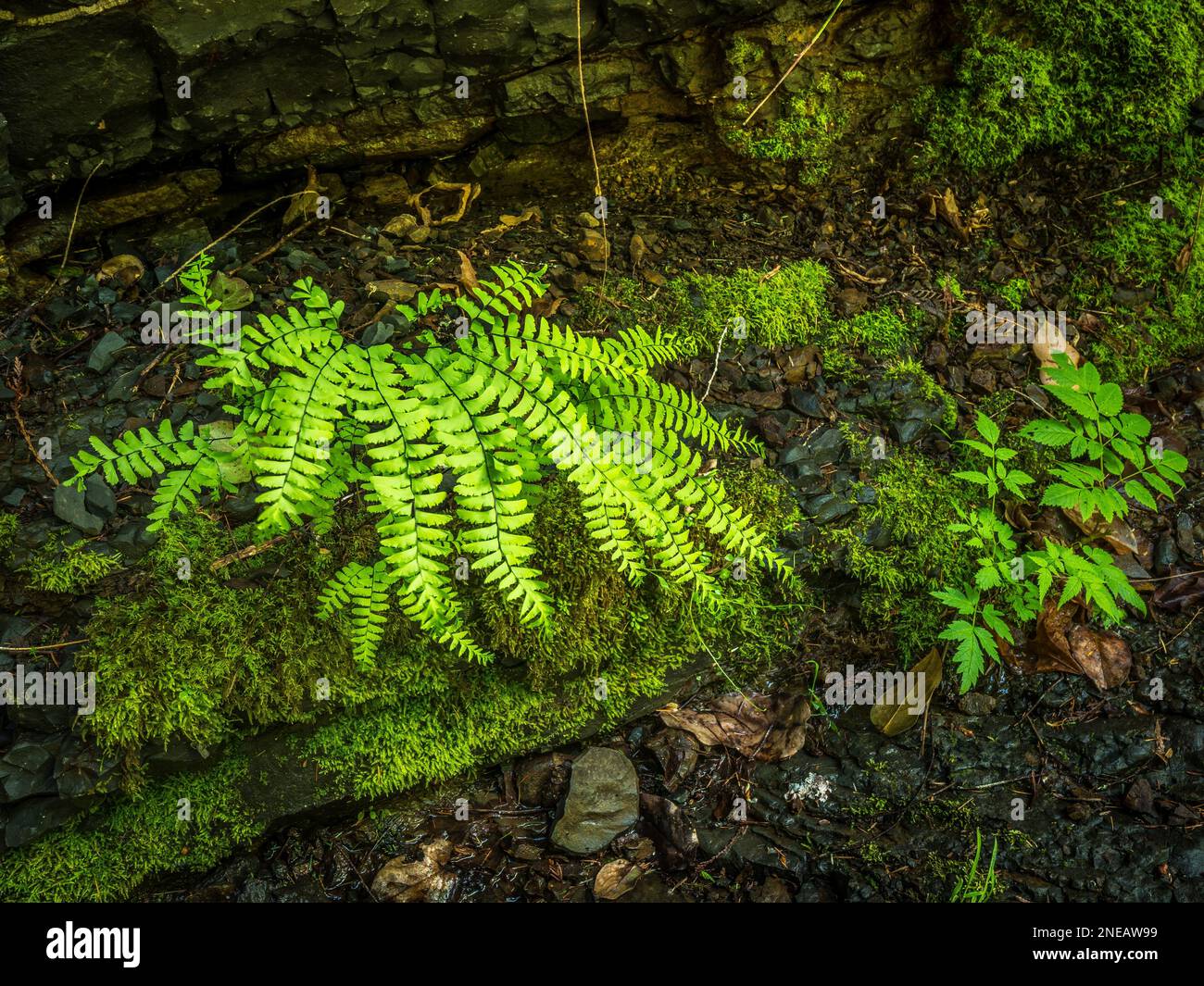 Ferns located near Ammonite Falls on Vancouver Island, BC, Canada Stock ...