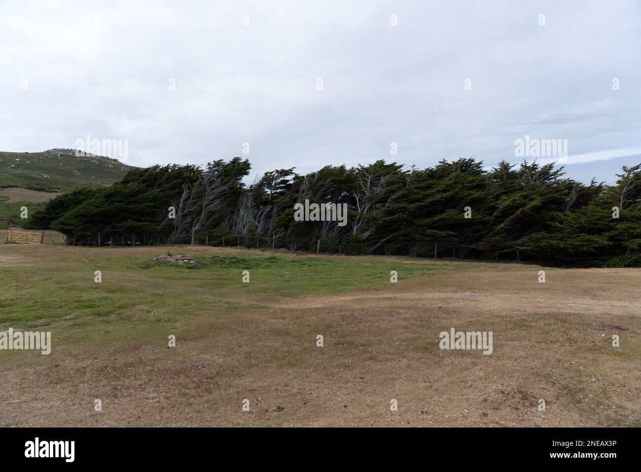windswept trees in The Falklands Stock Photo - Alamy