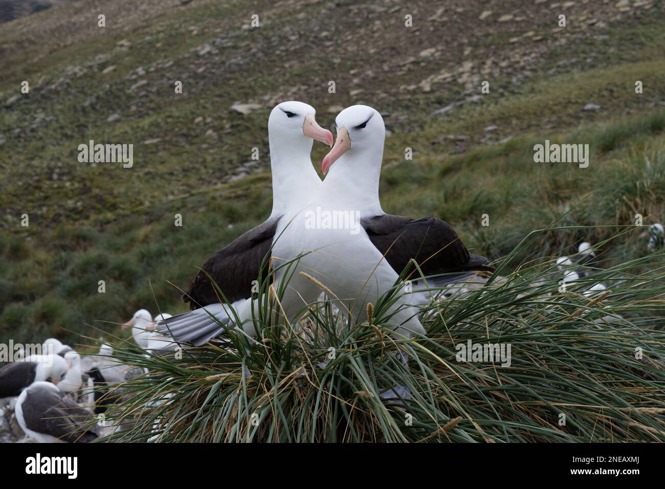 Albatross couple love hi-res stock photography and images - Alamy