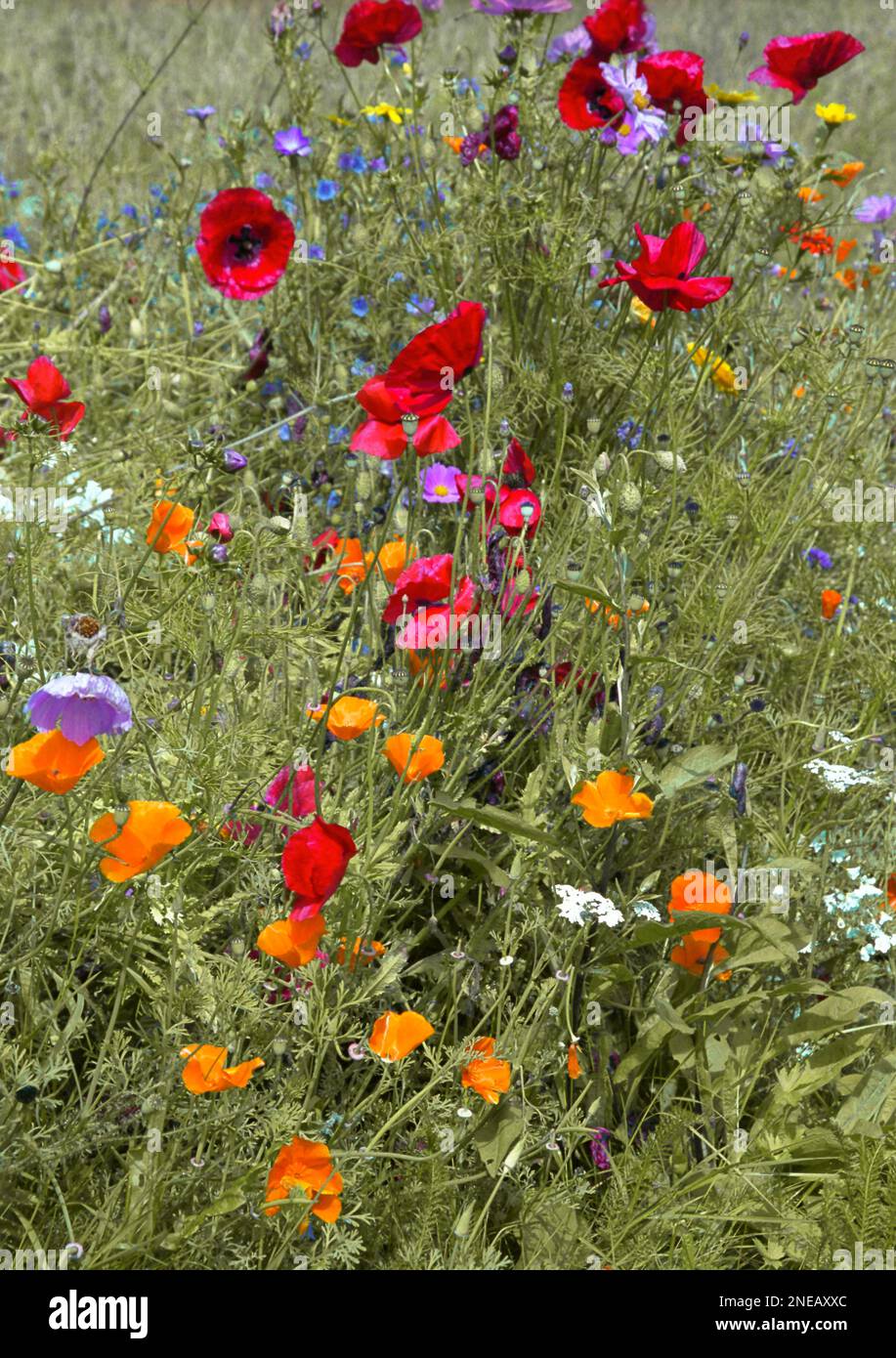 Poppies and others flowers in summertime time Stock Photo - Alamy