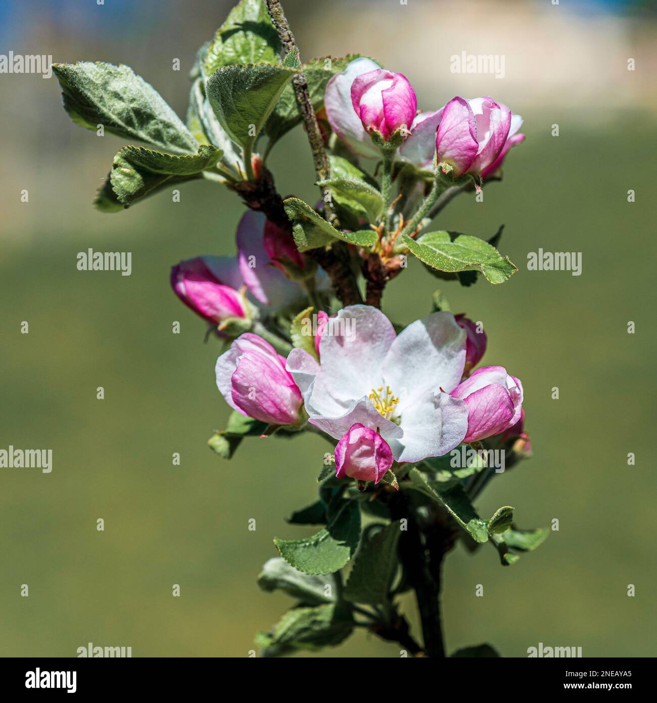 Flowers in bloom of an apple tree Stock Photo - Alamy
