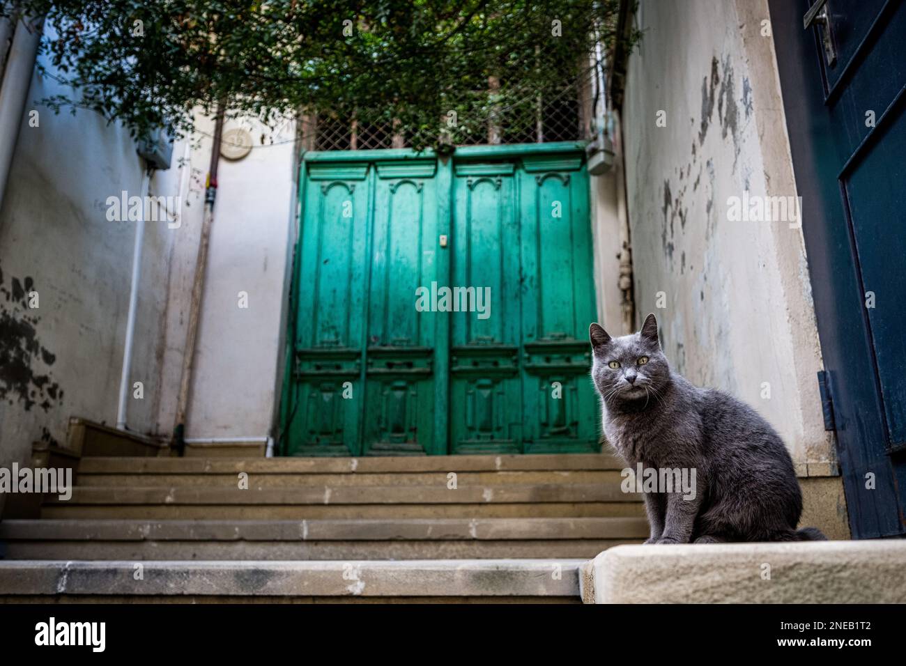 Illustration picture shows a cat in the city center of Baku, Azerbaijan ...