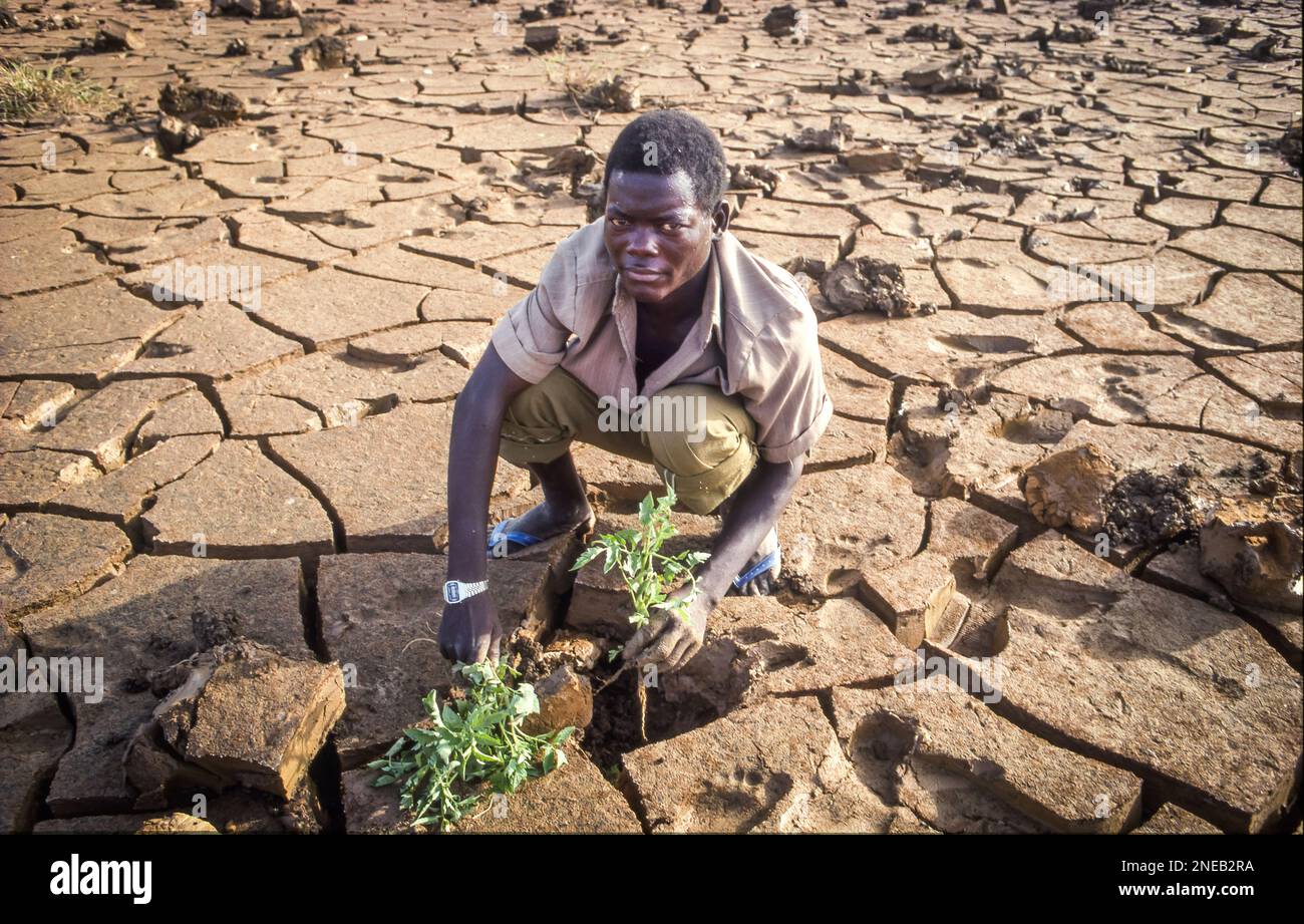 NIGER, man is planting a tomatoplant in dry riverbed, so the roots can ...