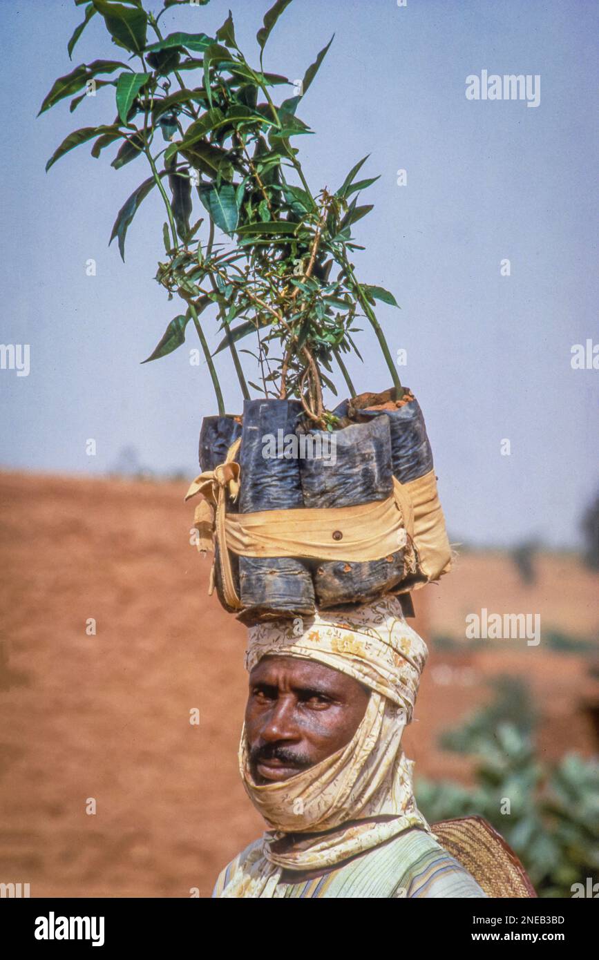 Niger, Tera. Man with new seedlings for reforestation and for fixing ...