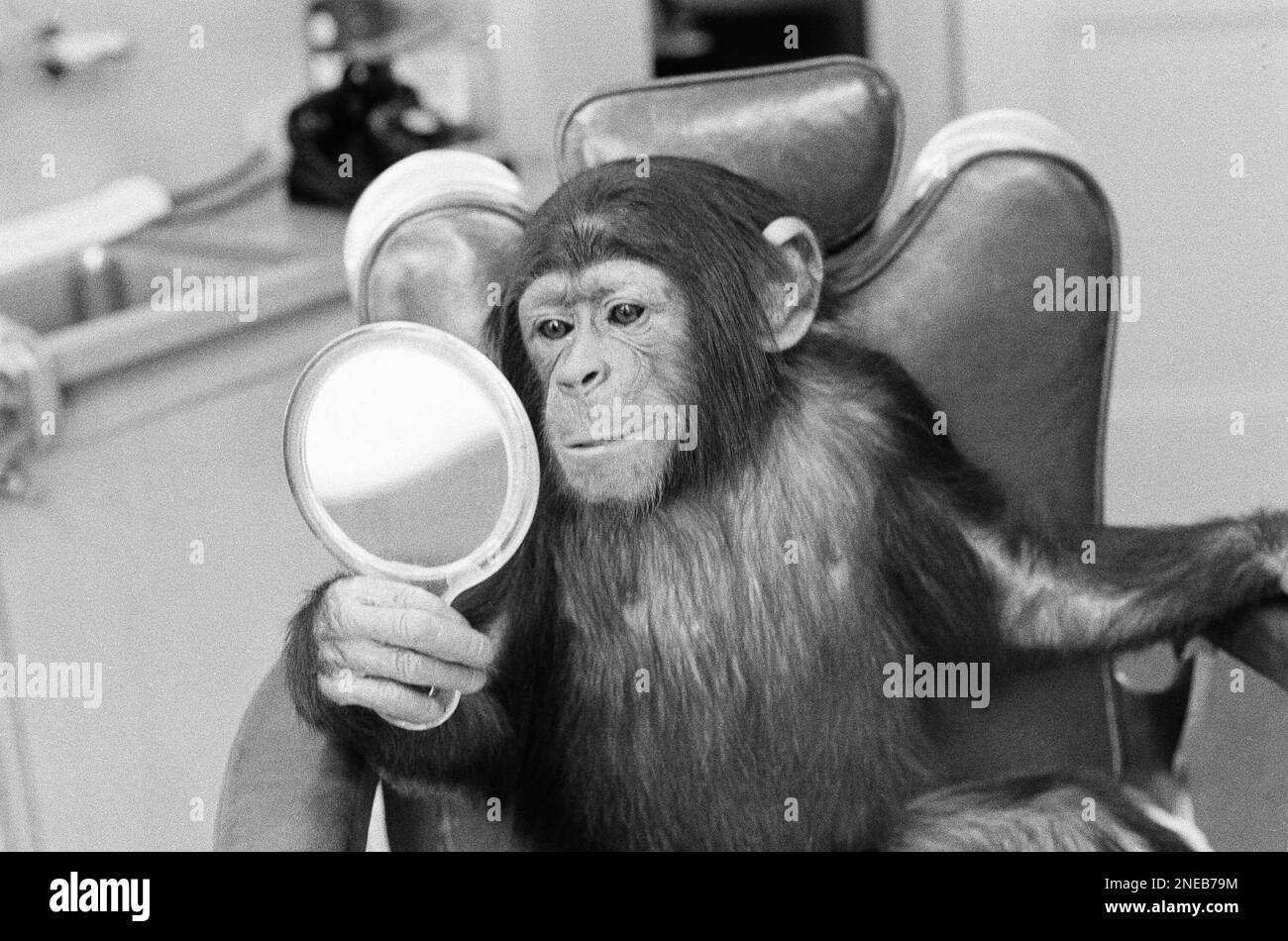 Kelly the acting chimp, whose real nose is too flat for his role in ...