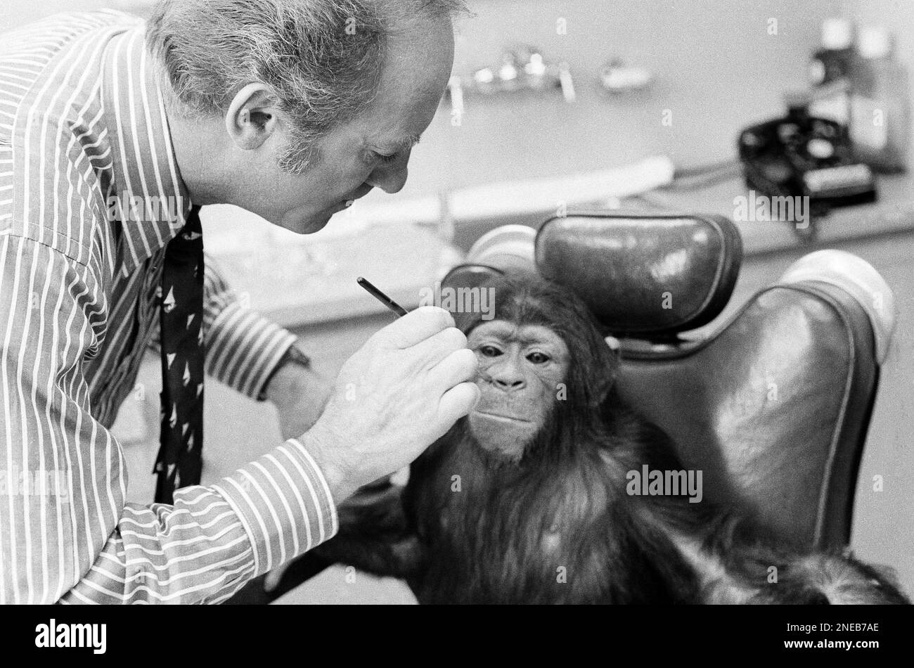 Kelly the acting chimp, whose real nose is too flat for his role in ...