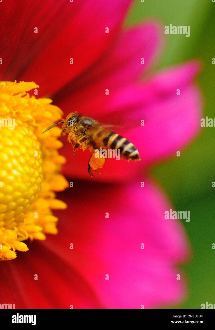 A honey bee visits a flower at the Mughal Gardens at the Presidential ...
