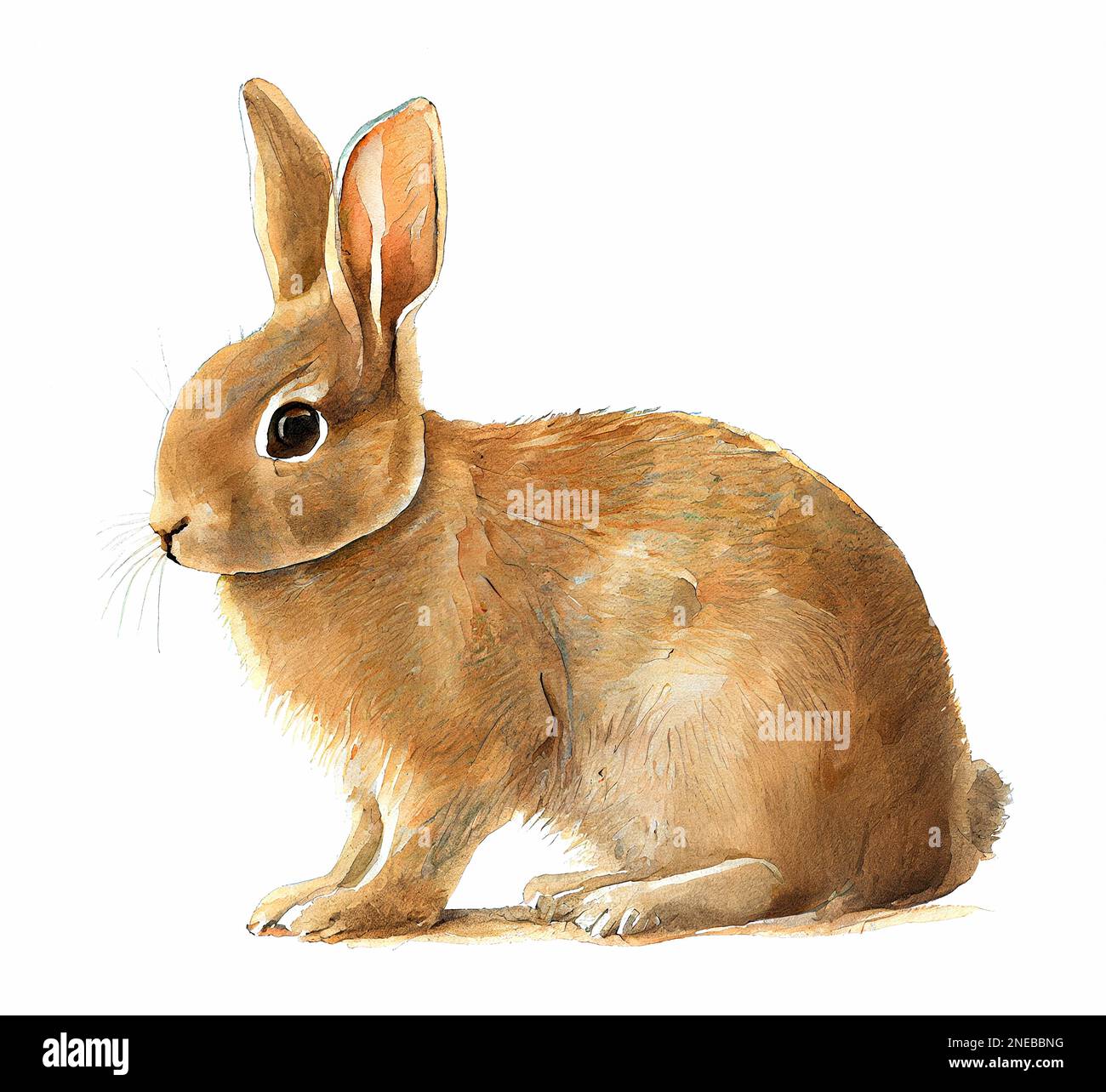 Hare isolated on white background watercolor illustration Bunny Stock ...