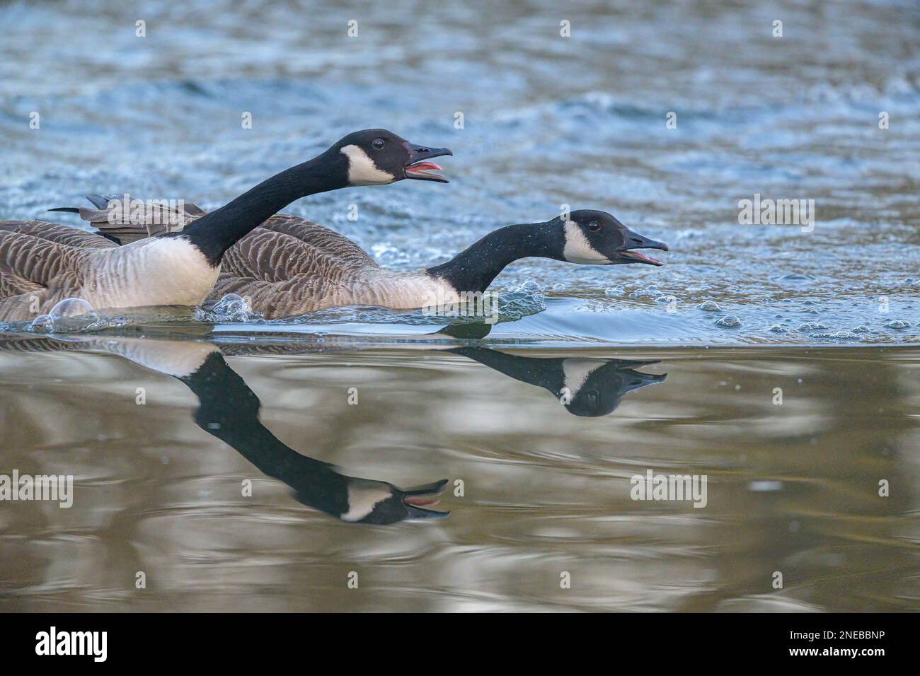 A courting couple of Canada Geese honk in unison as part of their ...
