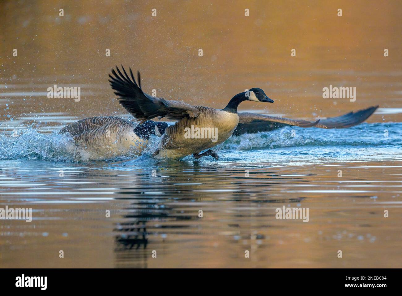 Hen-pecked. Squabbling rival Canada Geese compete for the attention of ...