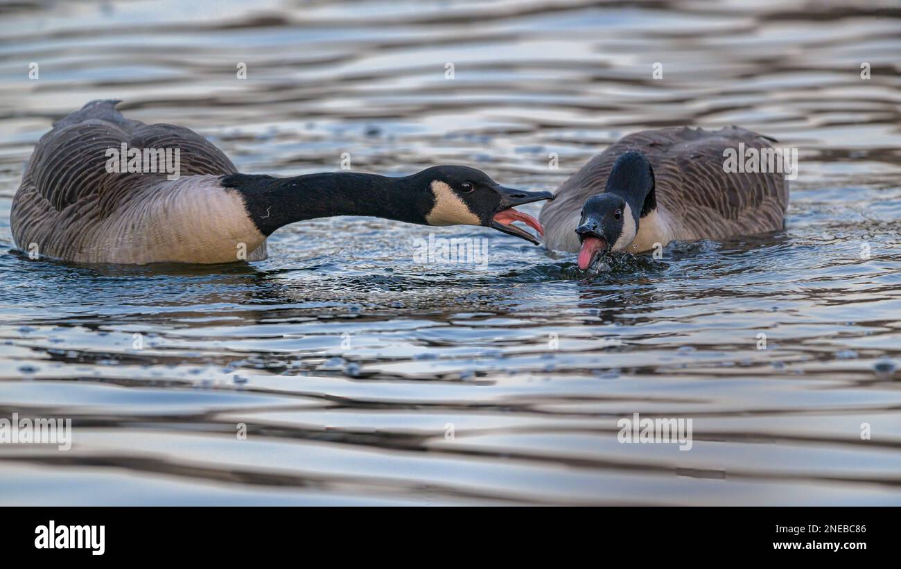 Hrink hi-res stock photography and images - Alamy