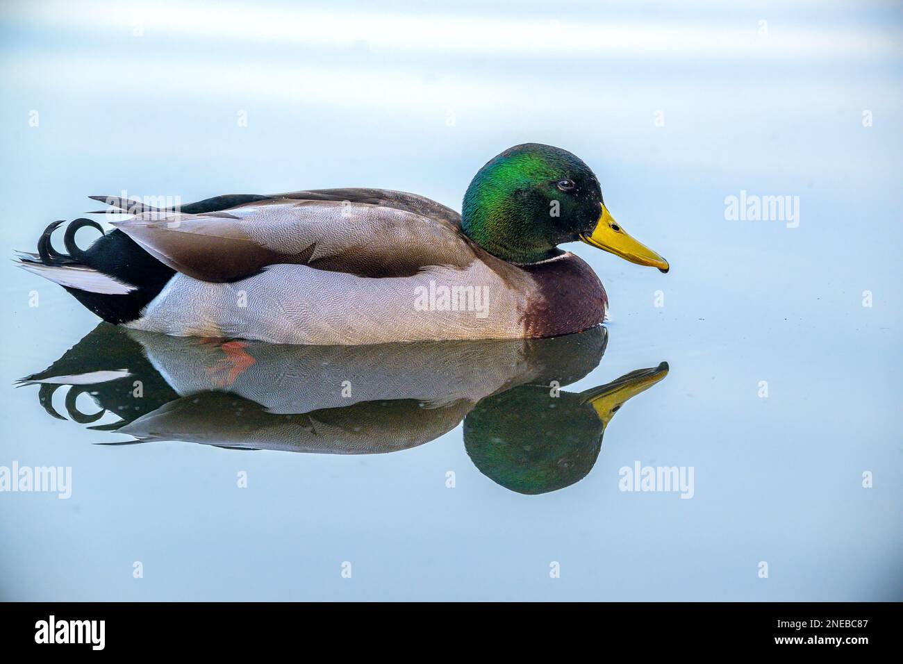 Mirrored Mallard. A male mallard duck in breeding plumage is mirrored ...