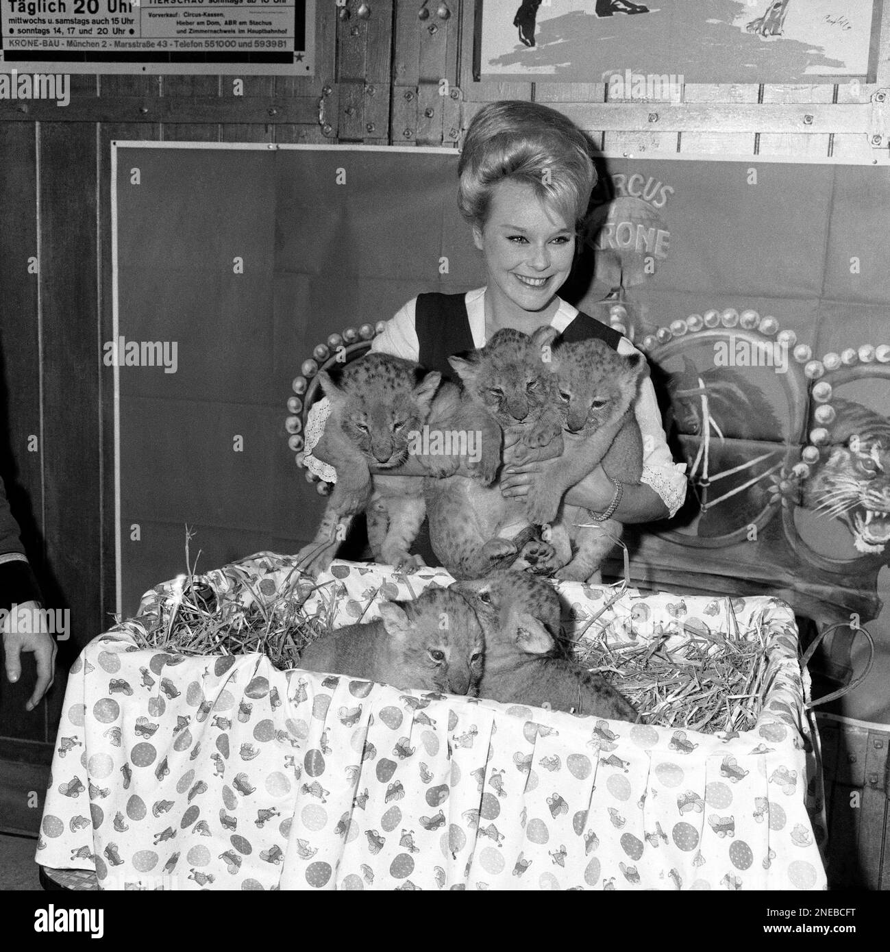 German movie actress Elke Sommer holds three of the five lion cubs on ...