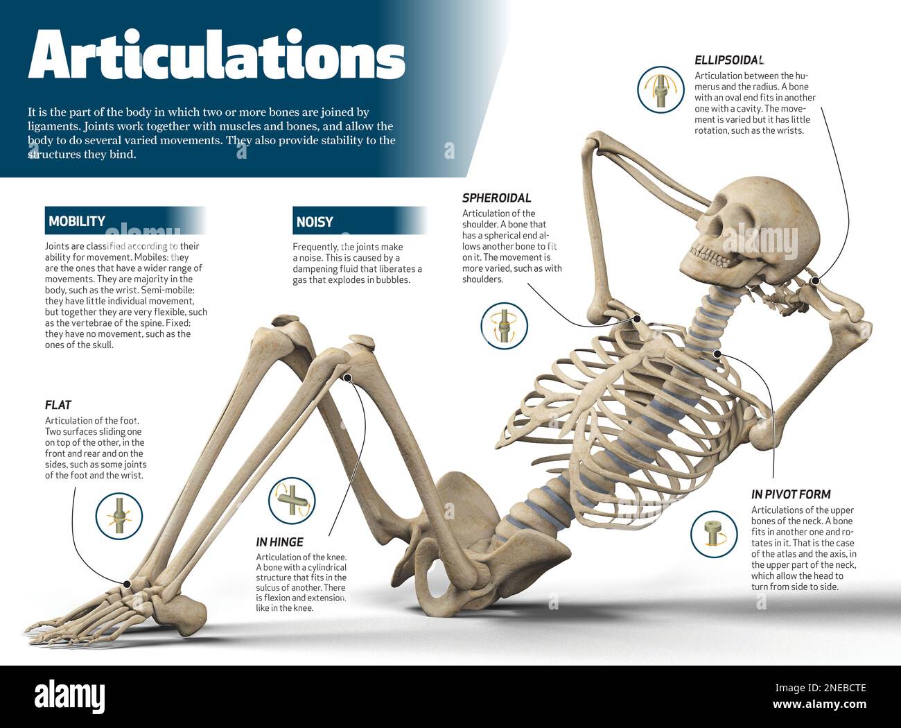 Infography on the joints of the human body. [Adobe InDesign (.indd ...
