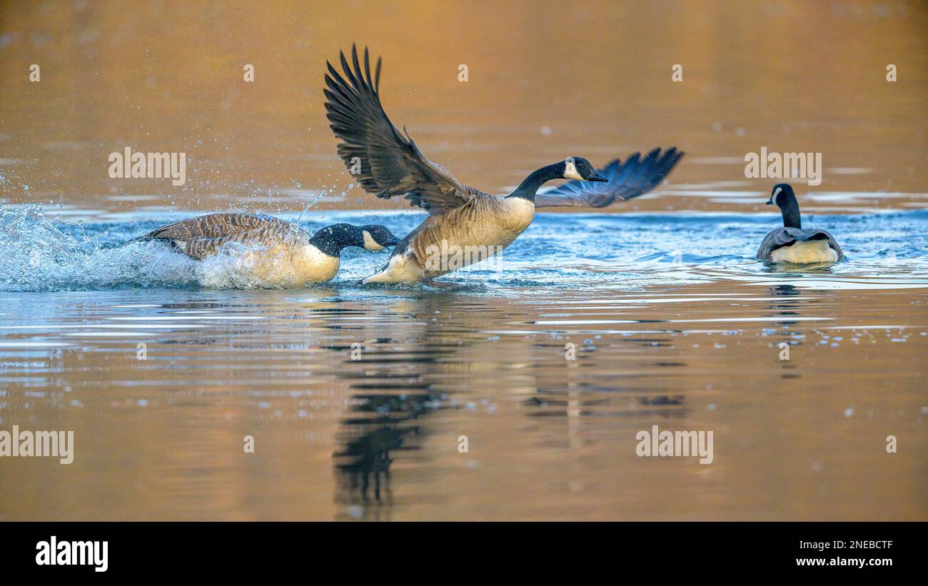Hen-pecked. Squabbling rival Canada Geese compete for the attention of ...