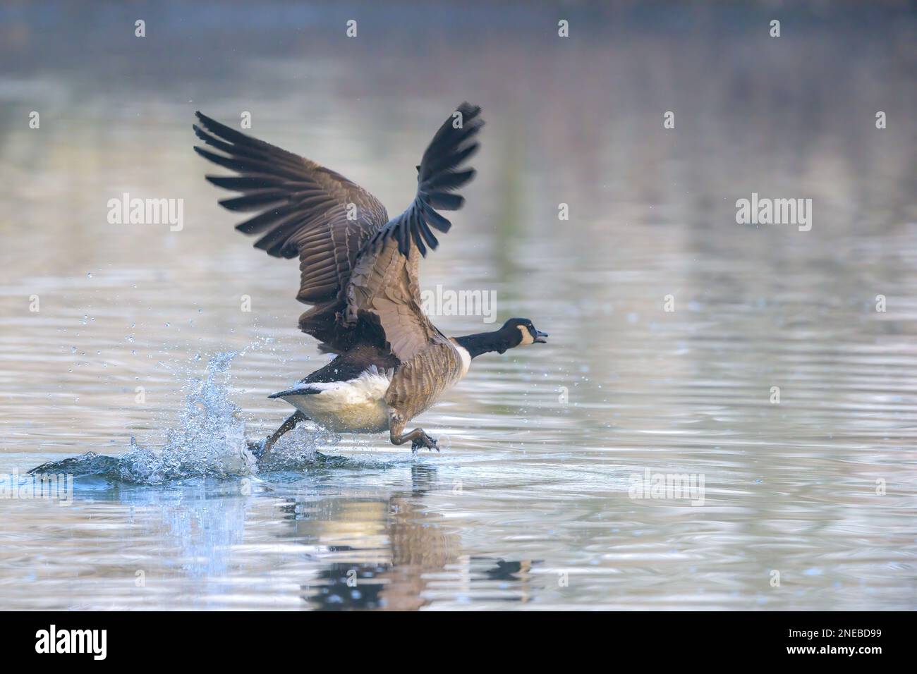 Canada goose with raised wings hi-res stock photography and images - Alamy
