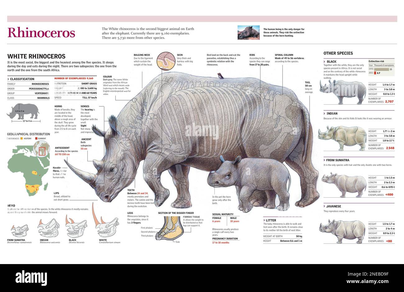 Infographics of the distribution, anatomy and breeding of white ...
