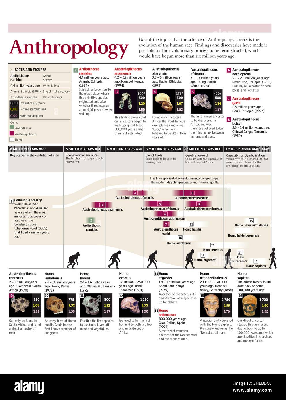 Infographic covering the evolutionary history of human beings. [Adobe ...