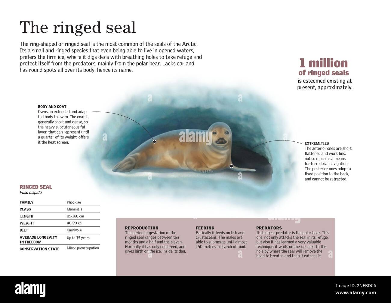 Infographic about the morphology and reproductive characteristics ...