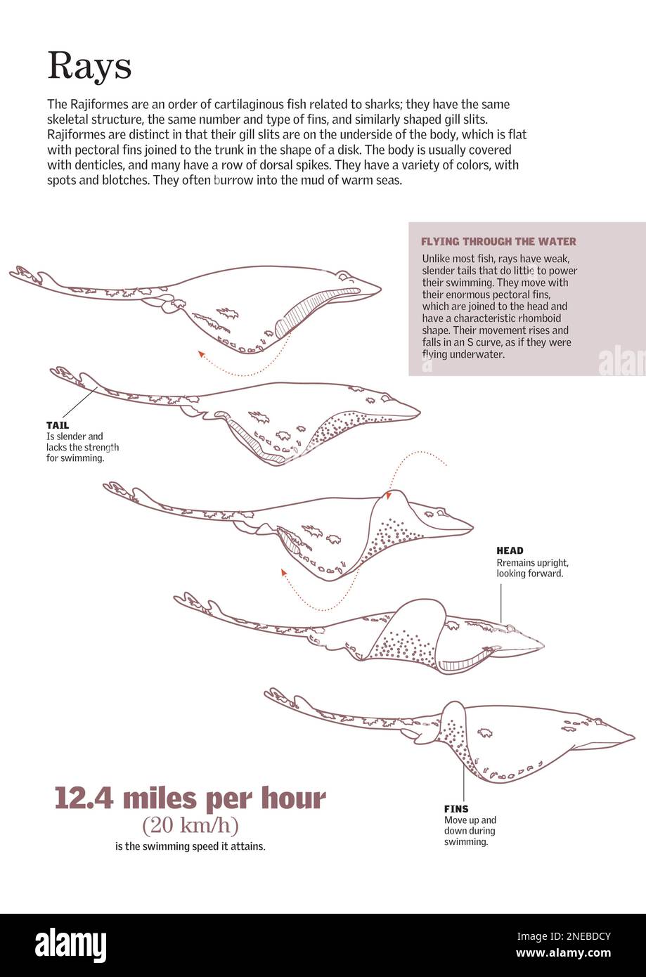 Infographic that shows us the swimming movements of the ray. [Adobe ...