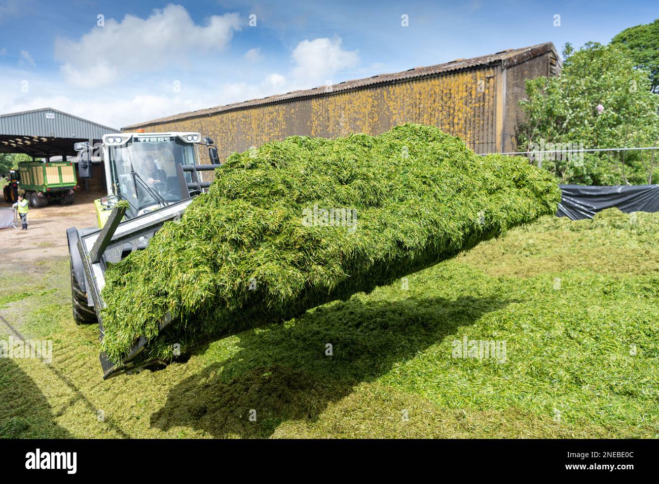 Working on a silage clamp with a Class loader using a big loader grab ...