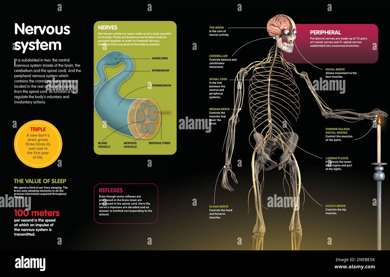 Infographic that describe the nervous central and peripheral systems ...